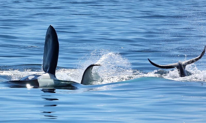 Victoria, BC: 3-Hour Ultimate Whale & Marine Wildlife Tour - Final Thoughts