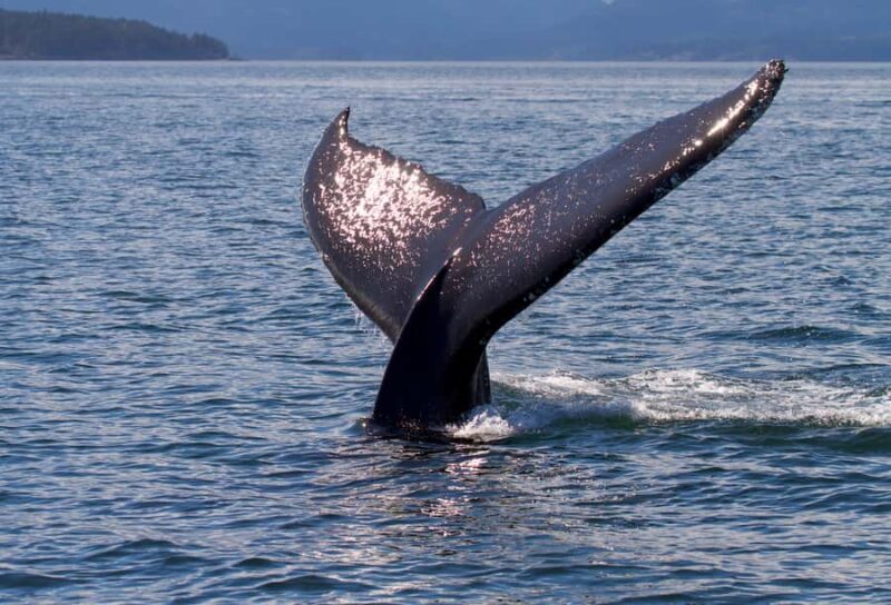 Victoria, BC: Sunset Whale Watching Tour - An In-Depth Look at the Victoria Sunset Whale Watching Experience