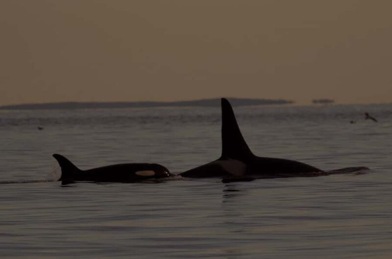 Victoria, BC: Sunset Whale Watching Tour - Final Thoughts