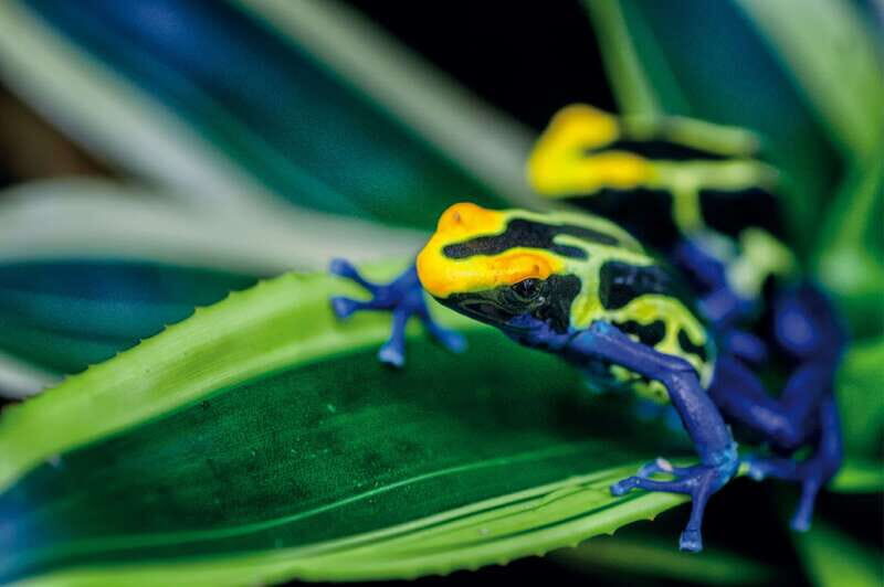 Victoria: Butterfly Gardens Admission Ticket - What to Expect When You Visit