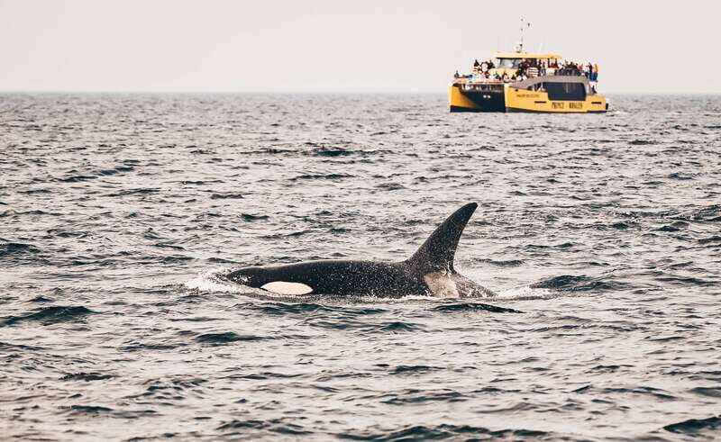 Victoria: Covered Whale Watching Adventure with Free Photos - Why Choose This Whale Watching Tour?