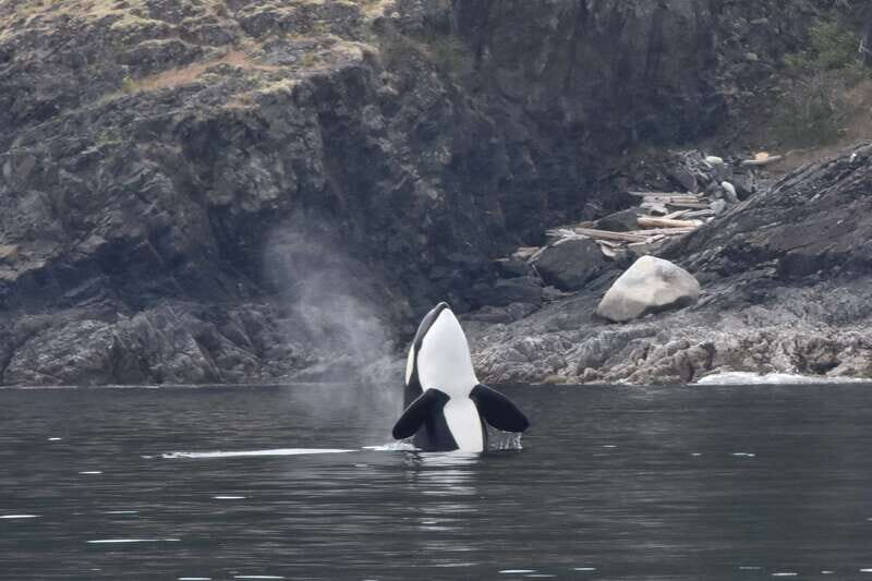Victoria: Covered Whale Watching Adventure with Free Photos - Authentic Insights From Travelers