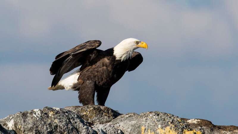 Victoria: Guided Wildlife-Watching Tour by Catamaran - An In-Depth Look at the Wildlife-Watching Experience