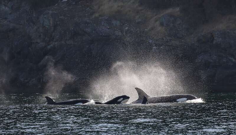 Victoria: Guided Wildlife-Watching Tour by Catamaran - Who Should Consider This Tour?