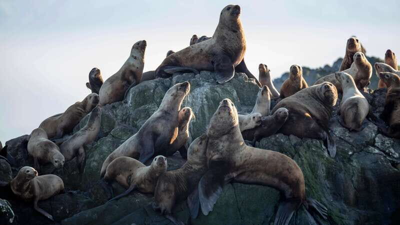 Victoria: Guided Wildlife-Watching Tour by Catamaran - The Sum Up: Is It Worth It?
