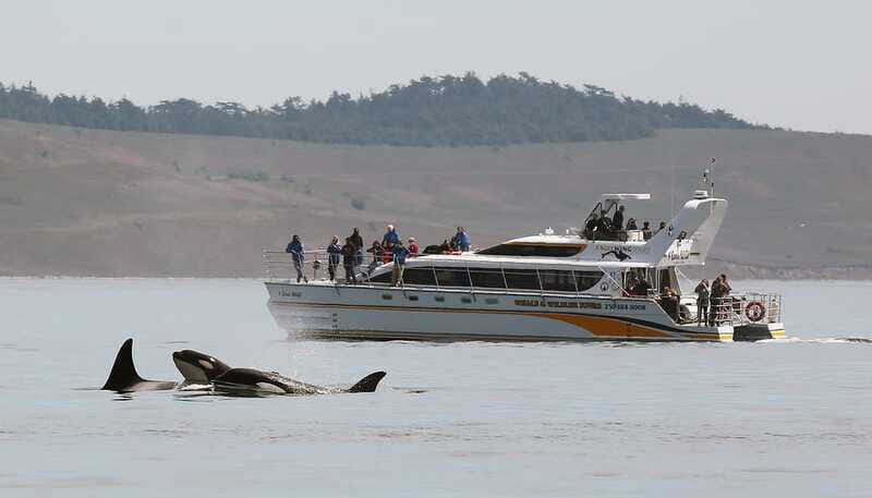 Victoria: Guided Wildlife-Watching Tour by Catamaran - FAQ
