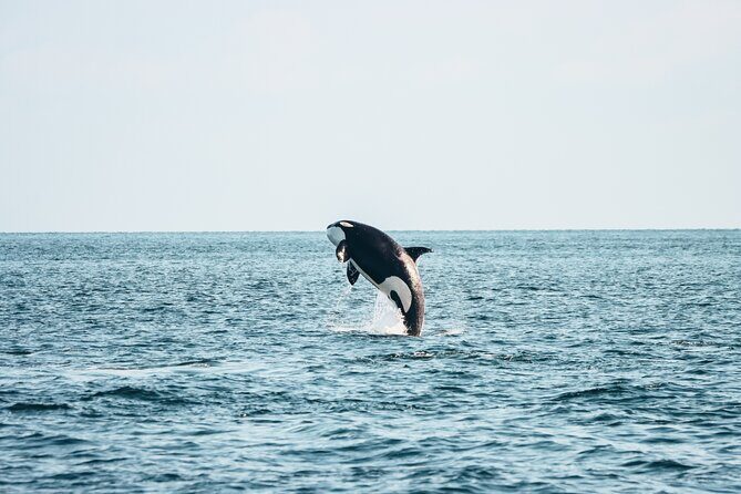 Victoria Half-Day Whale Watching Adventure with Free Photos - The Itinerary: What You Can Expect from This Whale Watching Tour