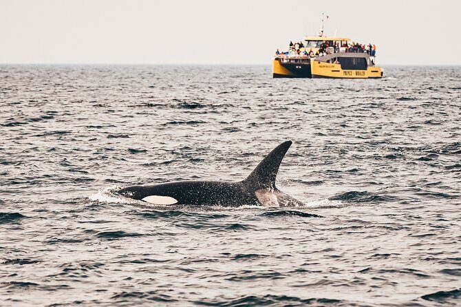 Victoria Half-Day Whale Watching Adventure with Free Photos - The Vessel: Comfort and Convenience