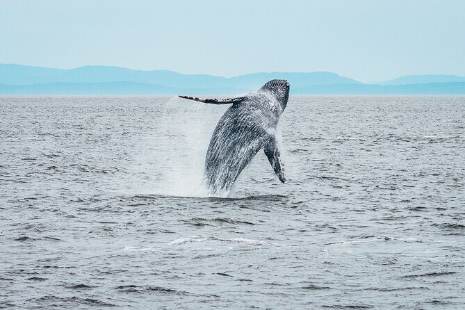 Victoria Half-Day Whale Watching Adventure with Free Photos - Who Will Love This Tour?