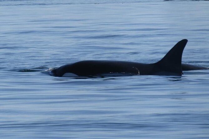 Victoria Highlights & Whale Watching Tour - The Overall Experience