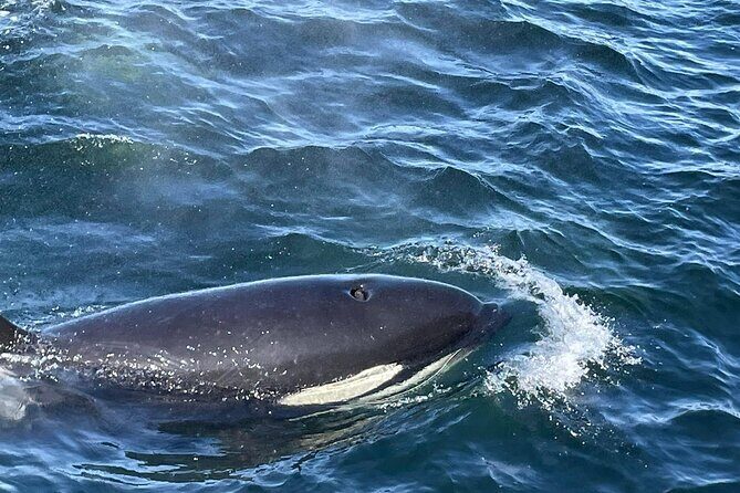 Victoria Highlights & Whale Watching Tour - Authenticity and Local Flavor