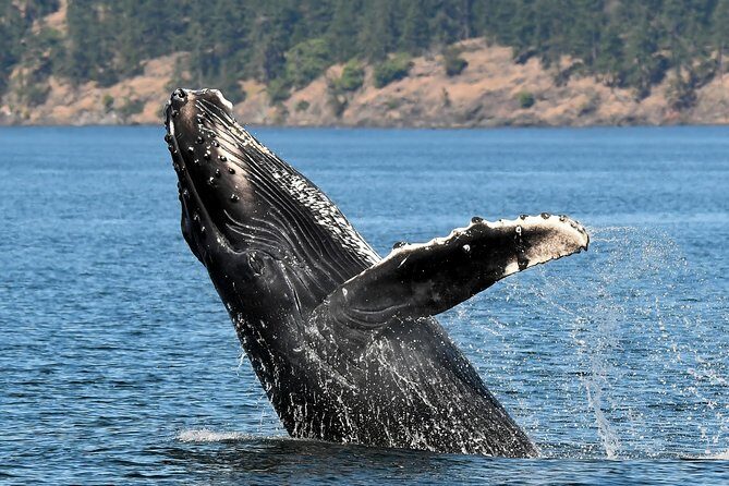 Victoria Marine Wildlife Tour - Final Thoughts: Who Is This Tour Best For?