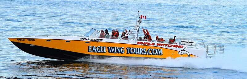 Victoria: Morning Whale-Watching Tour in Scarab Boat - Final Thoughts: Is It Worth It?