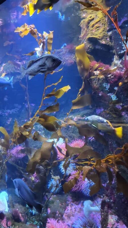 Victoria; Peninsula Butchart Garden, Aquarium and Rainforest - An In-Depth Look at the Tour Experience