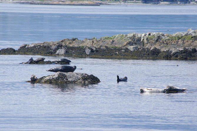 Victoria Shore Excursion: Whale-Watching Cruise with Expert Naturalist Guides - An In-Depth Look at the Whale-Watching Experience