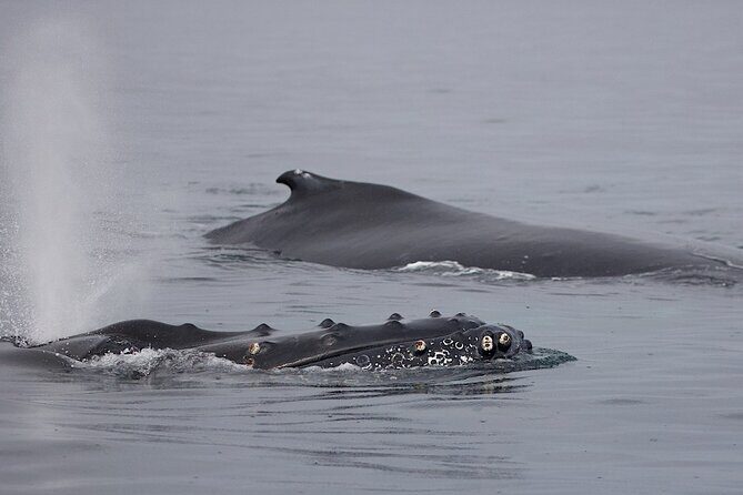 Victoria Shore Excursion: Whale-Watching Cruise with Expert Naturalist Guides - The Sum Up: Is This Tour Right for You?