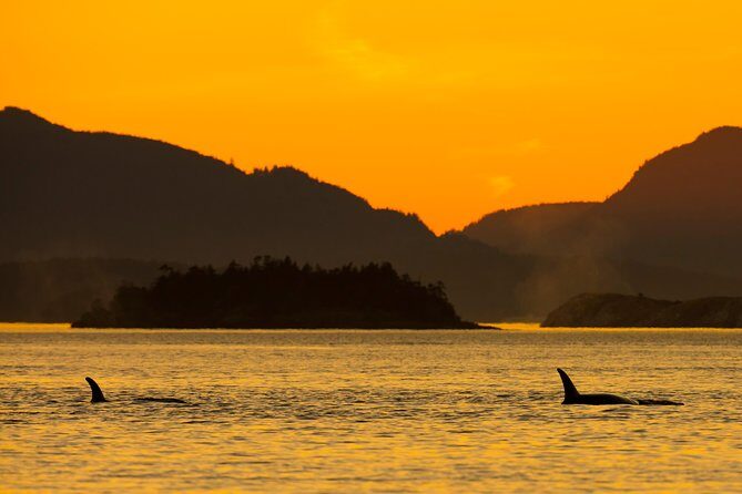 Victoria Sunset Whale-Watching Cruise - Sunset & Scenic Highlights