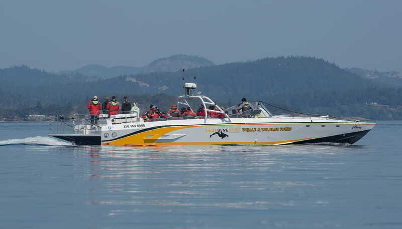 Victoria: Sunset Whale Watching Tour on an Open Scarab Boat - Getting There and Starting Out