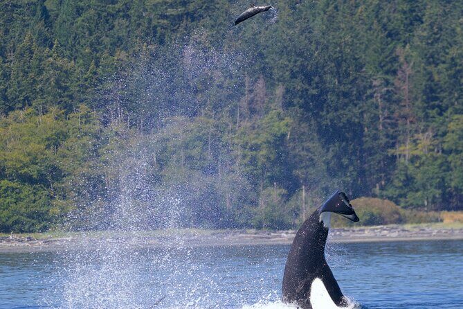 Victoria Ultimate Marine Whale & Wildlife Tour - The Experience at a Glance