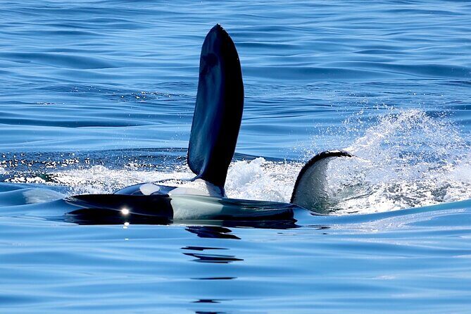 Victoria Ultimate Marine Whale & Wildlife Tour - The Value for Money
