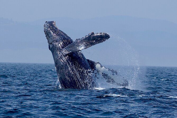 Victoria Ultimate Marine Whale & Wildlife Tour - FAQ