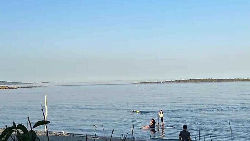 Victoria: Upper Gorge Waterway Paddle Boarding Tour - Key Points