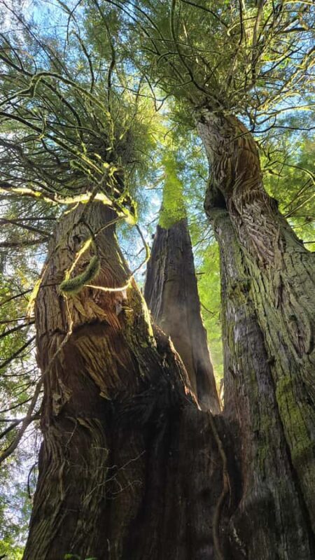 Victoria West Coast Wildlife, Old Growth and Waterfalls - The Sum Up: Who Will Love This Tour?