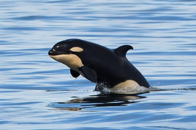 Victoria Whale and Wildlife Cruise - A Detailed Look at the Experience