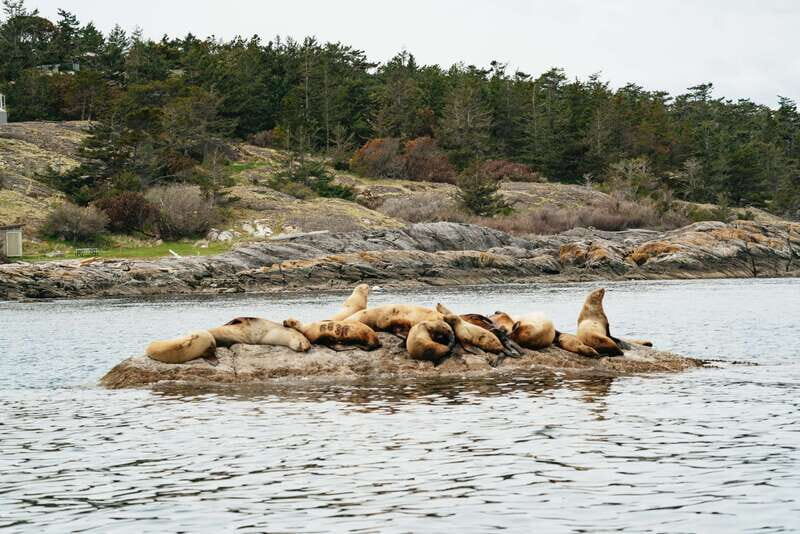 Victoria: Whale Watching Adventure in a Zodiac Boat - The Experience: What to Expect