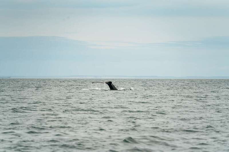 Victoria: Whale Watching Adventure in a Zodiac Boat - The Authenticity and Reviews
