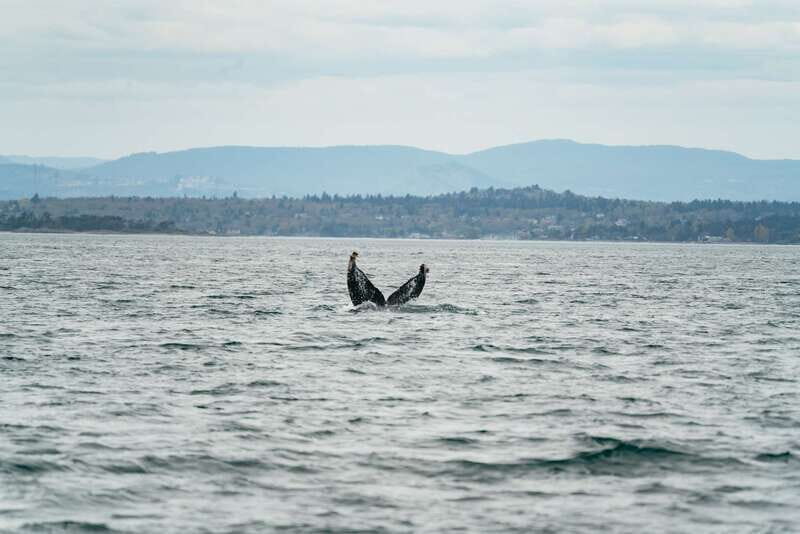 Victoria: Whale Watching Adventure in a Zodiac Boat - Final Thoughts: Who Will Love This Tour?