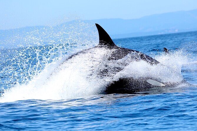 Victoria Whale Watching Cruise with Expert Naturalists - Final Thoughts
