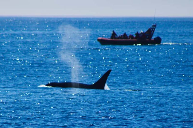 Victoria: Whale Watching Marine Wildlife Excursion Zodiac - Final Thoughts