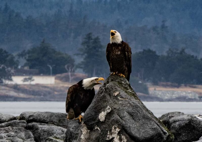 Victoria: Whale Watching Marine Wildlife Excursion Zodiac - FAQ