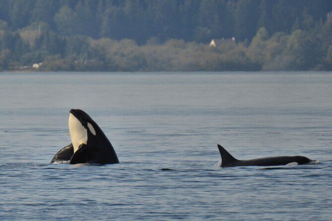 Victoria Whale Watching Tour on a Covered Vessel - The Experience Onboard