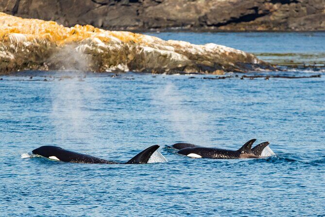 Victoria Whale Watching Tour on a Covered Vessel - Who Is It Best For?