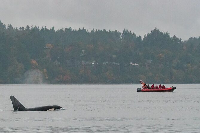 Victoria: Winter Whale Watching & Marine Wildlife Tour - Authentic Experiences and Genuine Tips