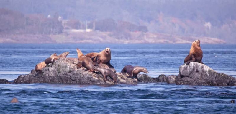 Victoria: Winter Wildlife Tour with Hot Drinks - Key Points