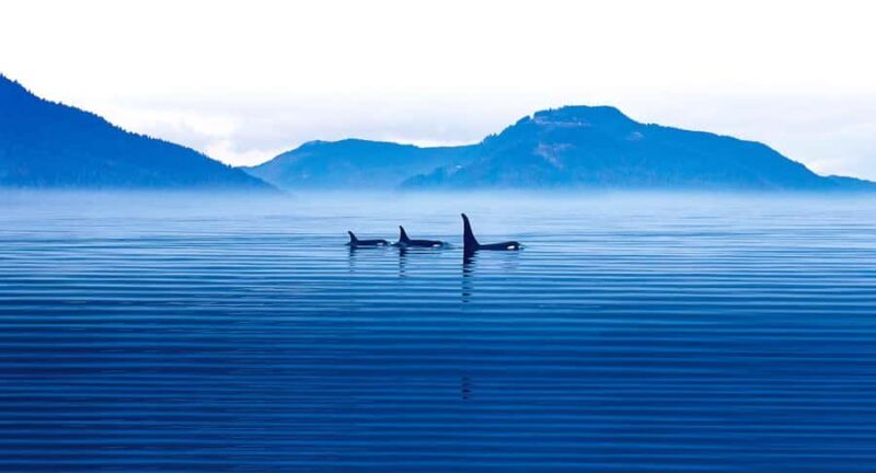 Victoria: Winter Wildlife Tour with Hot Drinks - Setting the Scene: What to Expect from the Tour