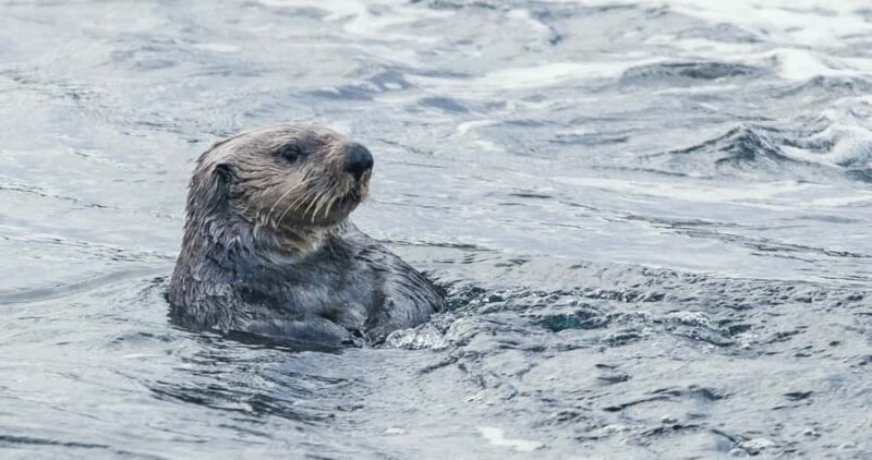 Victoria: Winter Wildlife Tour with Hot Drinks - Wildlife and Ecosystem Insights