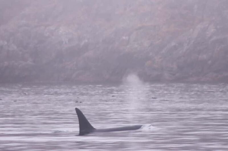 Victoria: Winter Wildlife Tour with Hot Drinks - The Hot Drinks and Hospitality