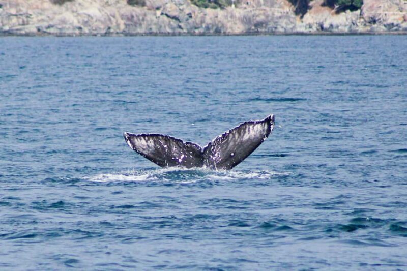 Victoria: Winter Wildlife Tour with Hot Drinks - Pricing and Value