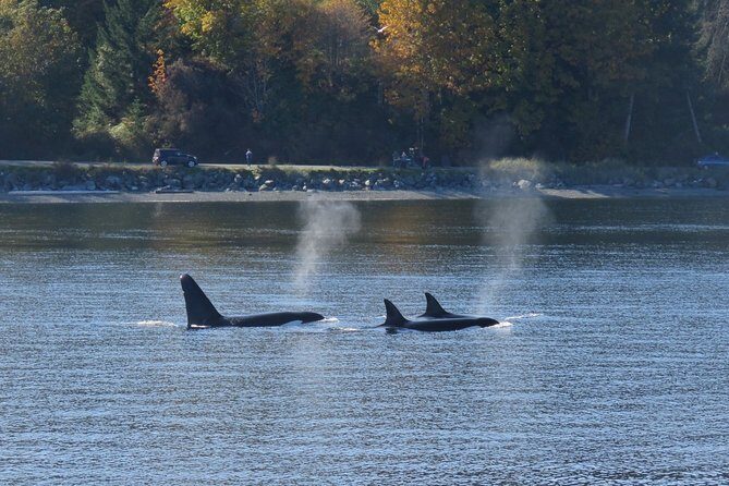 Victoria Zodiac Whale Watching Adventure - Itinerary Breakdown: What to Expect?