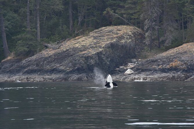 Victoria Zodiac Whale Watching Adventure - Authentic Customer Experiences