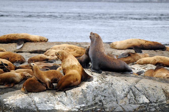 Victoria Zodiac Whale Watching Adventure - Who Should Consider This Tour?