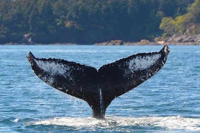 Victoria Zodiac Whale Watching Adventure - Frequently Asked Questions
