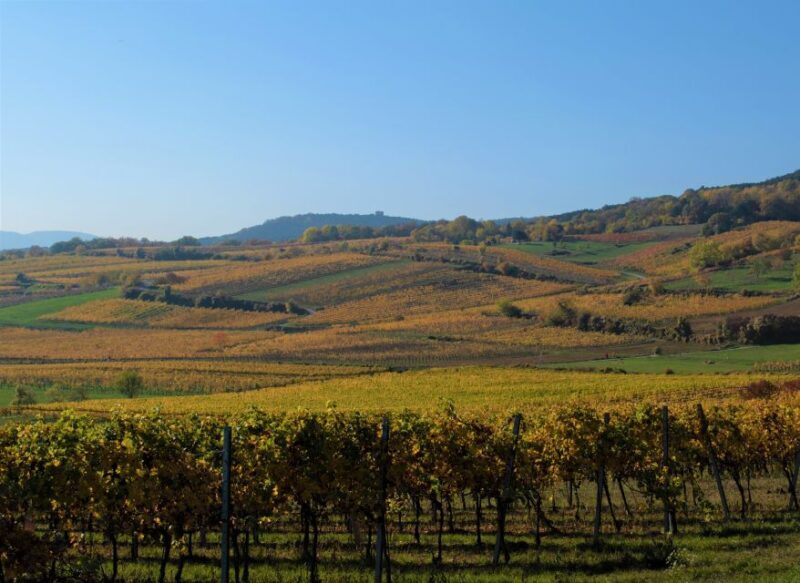 Vienna: Full-Day Vienna Woods Wine Tasting Tour - FAQ