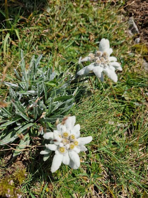 Vienna: Rax Mountain Hiking Tour with Guide and Transfer - The Value of This Mountain Day Trip