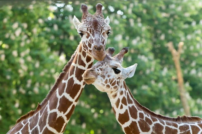 Vienna: Skip-the-line Tickets for Schönbrunn Zoo - Food, Facilities, and Comfort