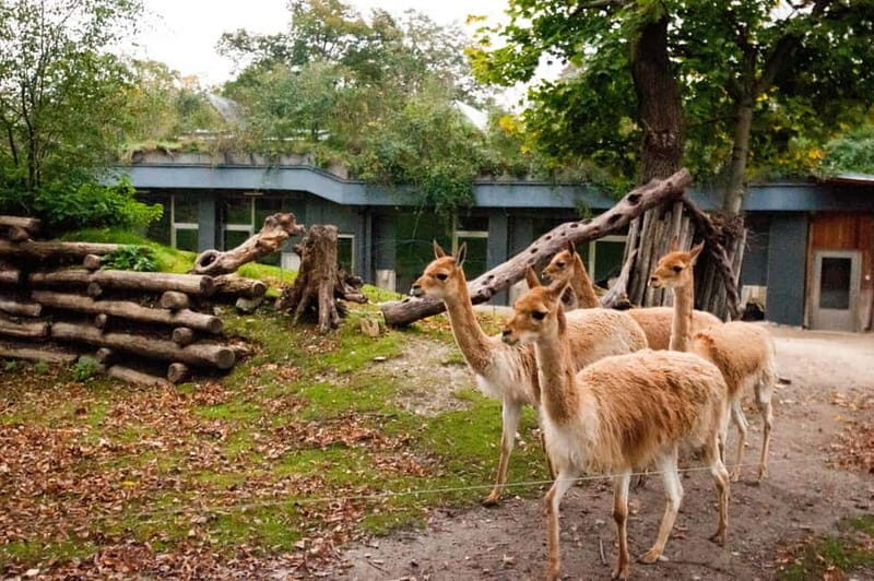 Vienna: Skip-the-line Tickets for Schönbrunn Zoo - The Price and Its Value